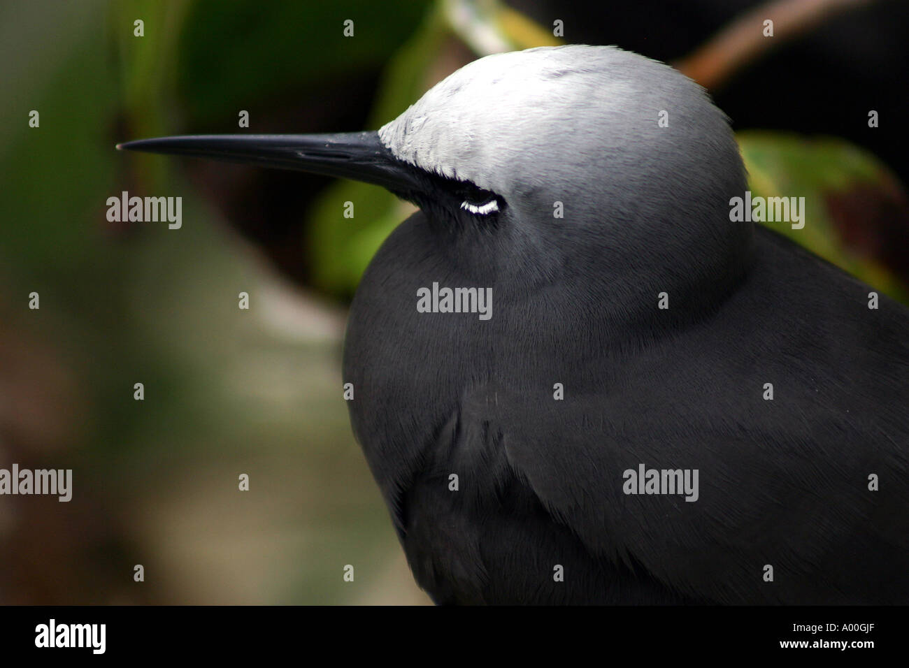 Black Noddy Tern Heron Island Australia Stock Photo - Alamy