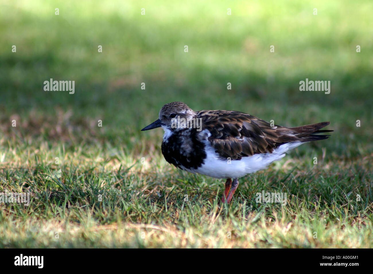 Ruddy Turnstone Heron Island Australia Stock Photo - Alamy