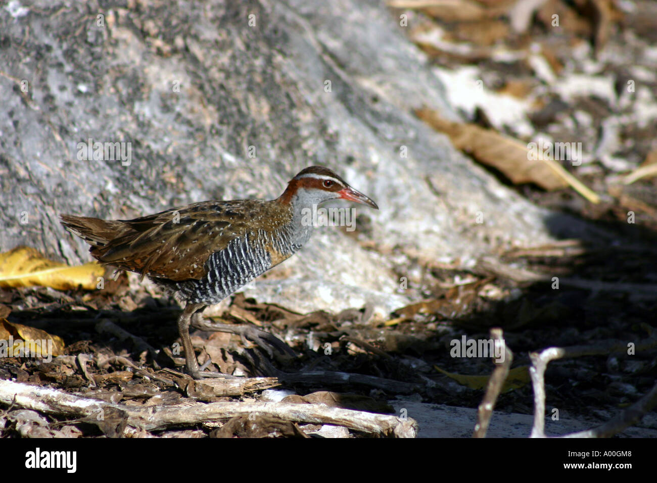 Buff Banded Rail Heron Island Australia Stock Photo - Alamy