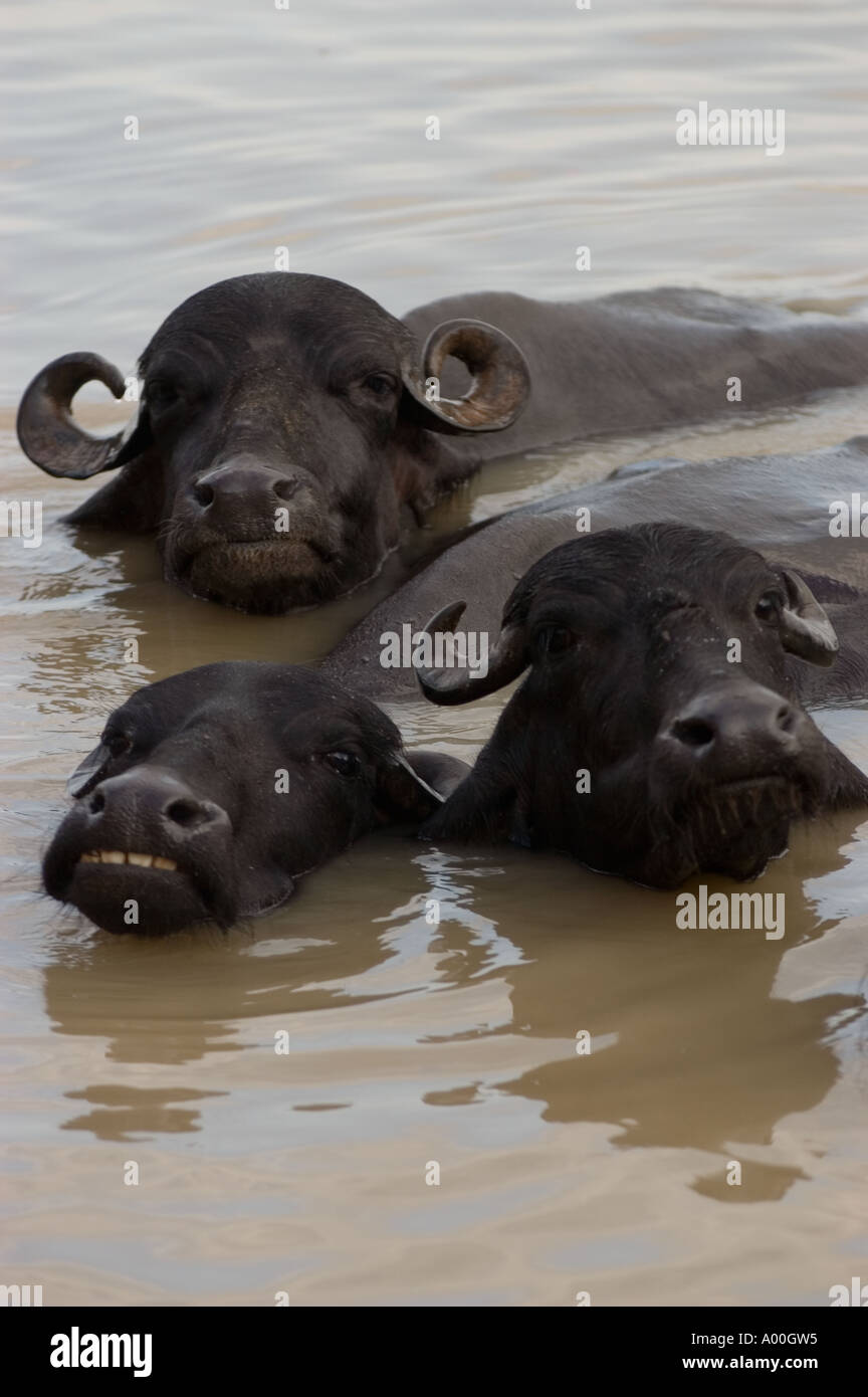 Buffalo in river varanasi india hi-res stock photography and images - Alamy