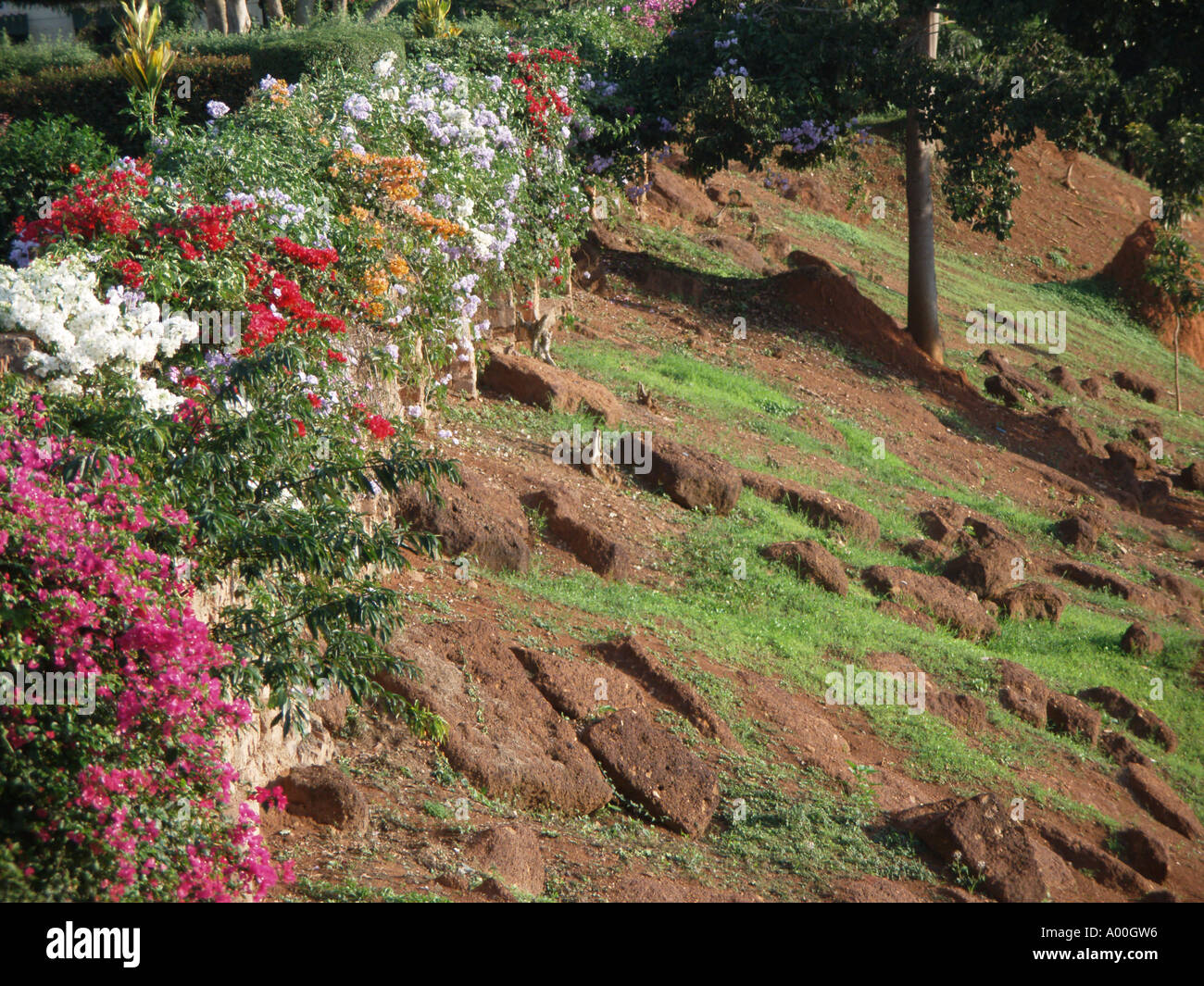 Flowery hedge hi-res stock photography and images - Alamy