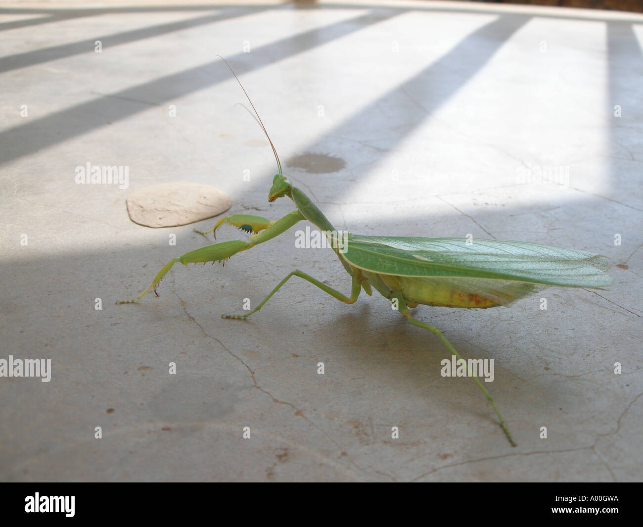 Sphodromantis sp hi-res stock photography and images - Alamy