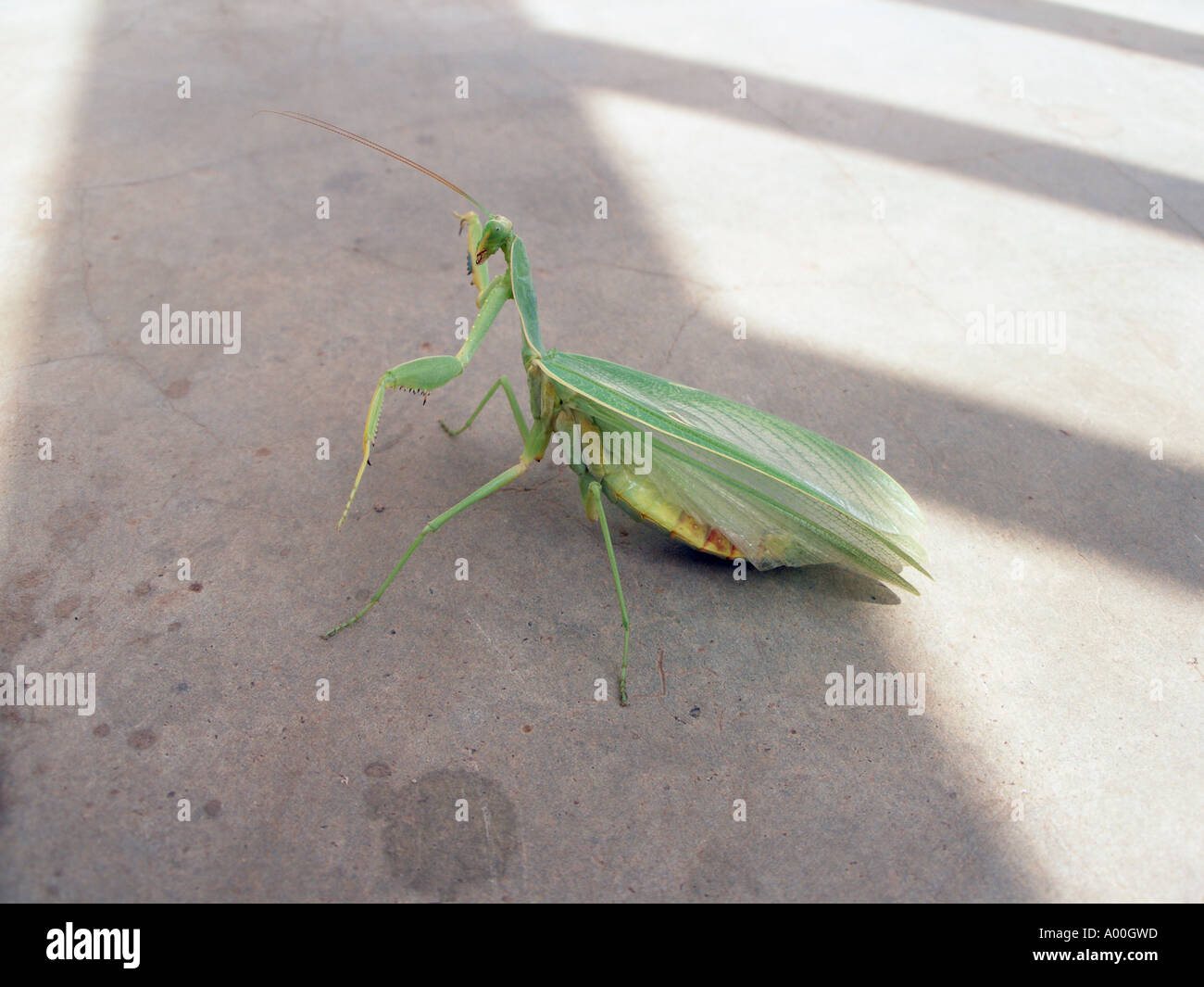 Sphodromantis sp hi-res stock photography and images - Alamy