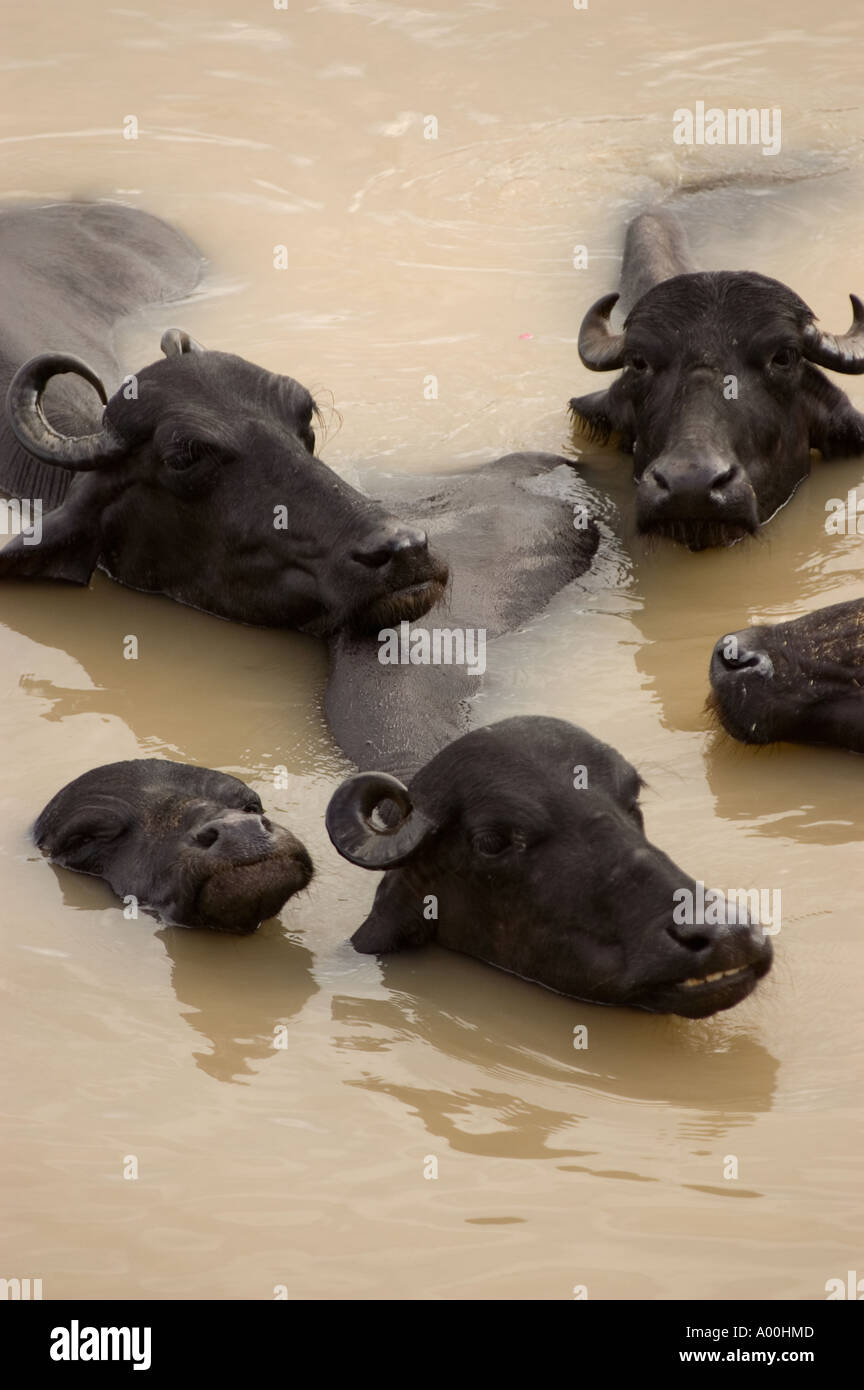 water buffalo Bubalus bubalis bath in Ganges river in Varanasi Uttar ...