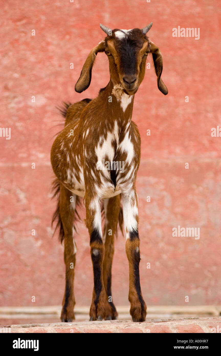 Goat standing on the ghat near bank of Ganges river and looking at ...