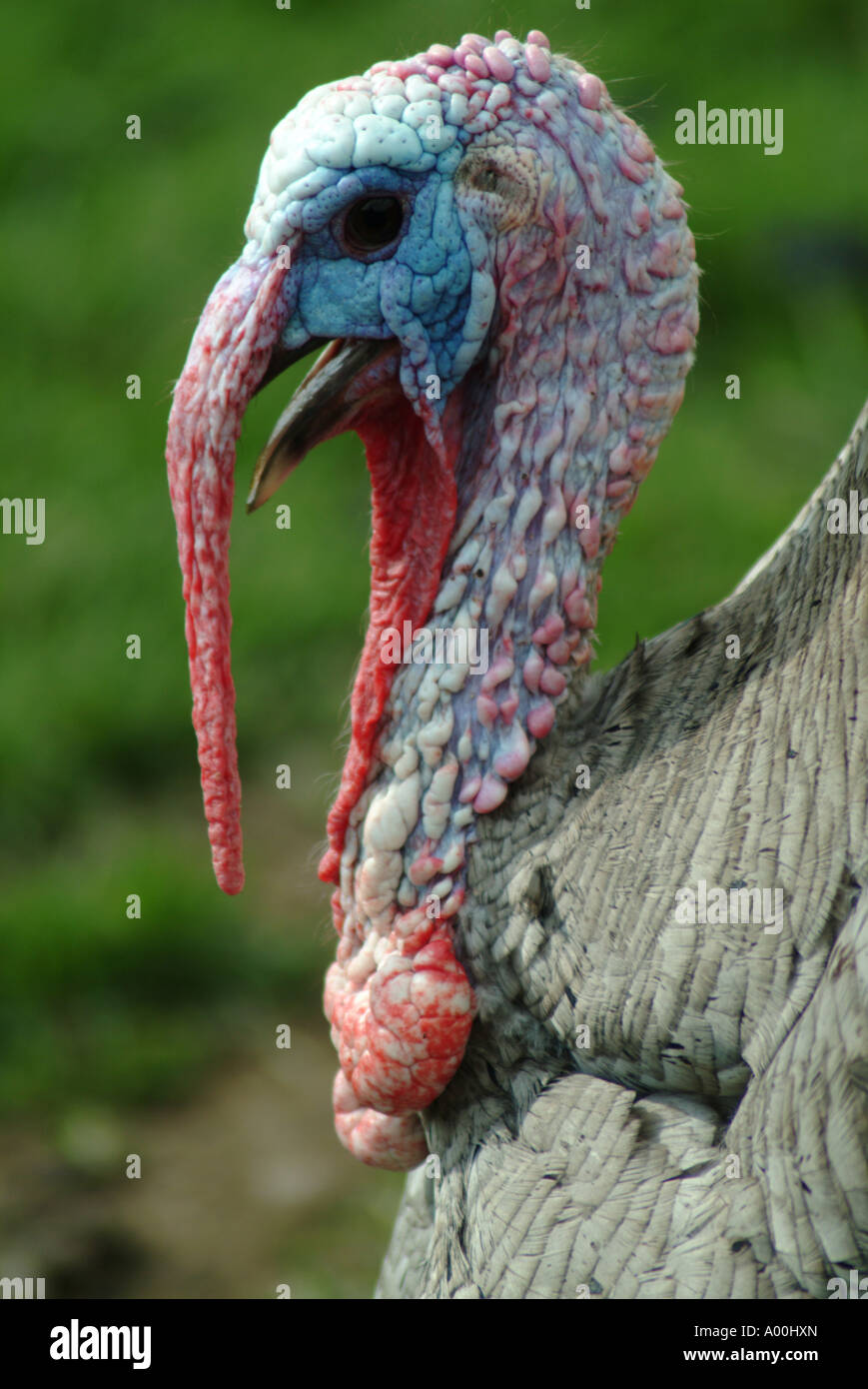 turkey with blue head red throat Stock Photo - Alamy