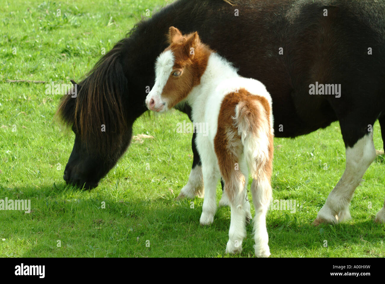 Mother Daughter White Pony Horse High Resolution Stock Photography and ...