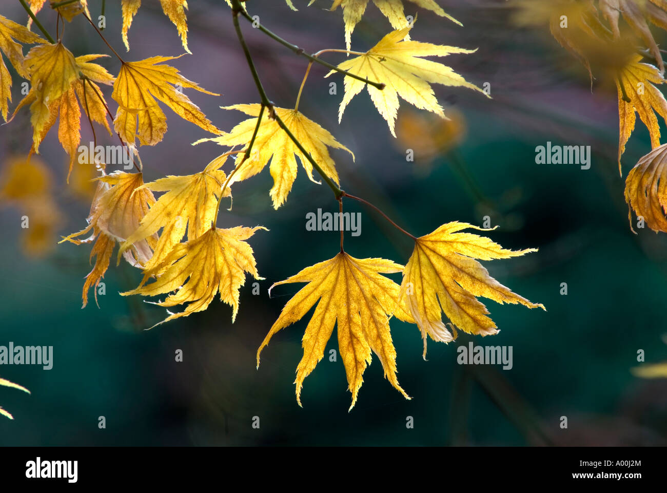 Yellow leaves of the Japanese Maple Acer at Queenswood Arboretum near ...