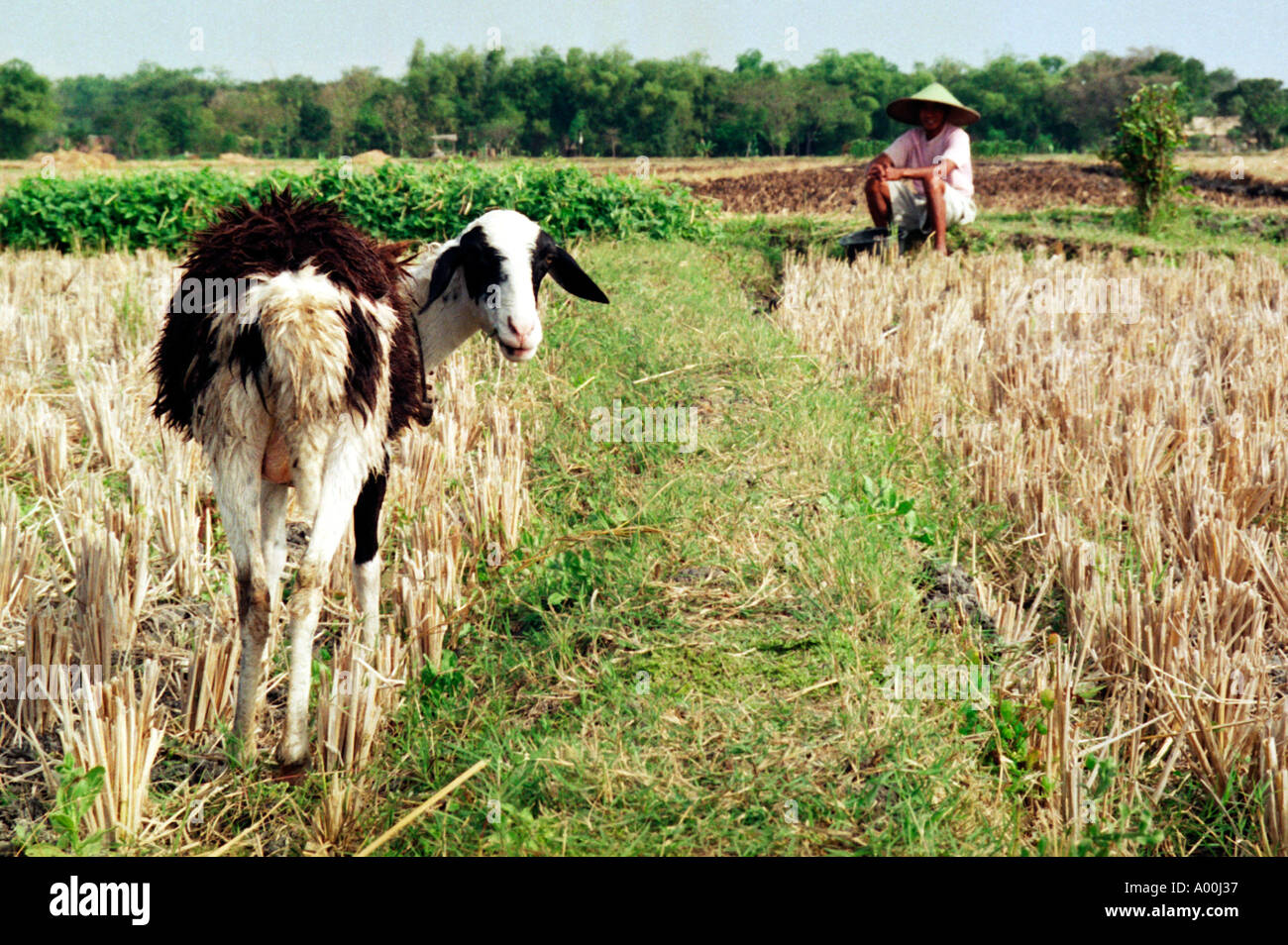 a goat grazes in a harvested rice field its owner in traditional ...