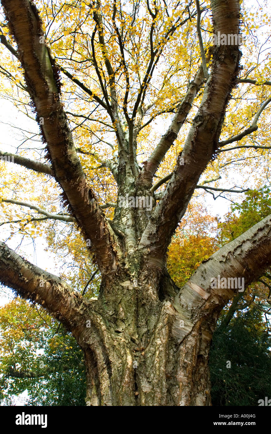 Emanii hi-res stock photography and images - Alamy