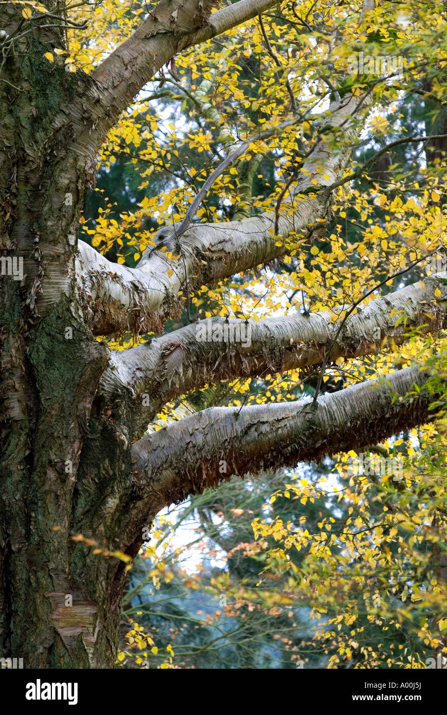 Emanii hi-res stock photography and images - Alamy