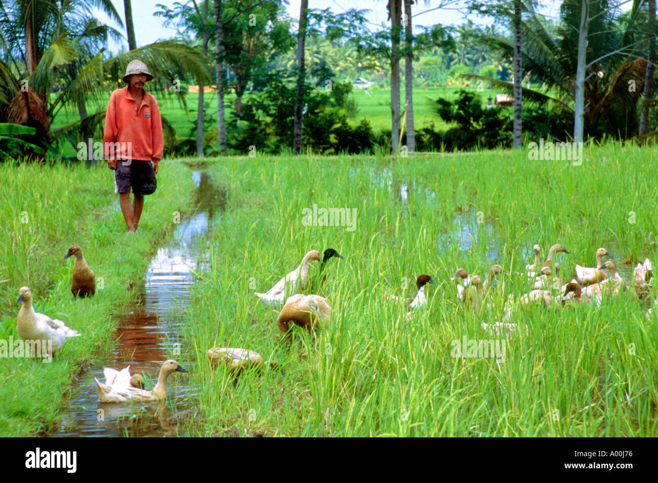 male field worker standing in rice field watching over his flock of ...