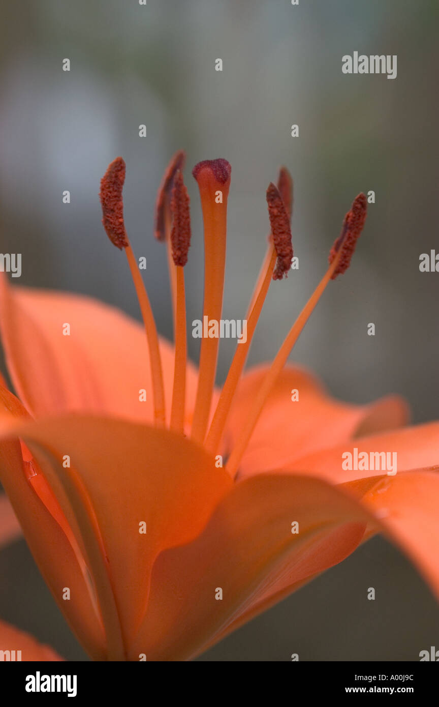 Stamen of an orange day lily Stock Photo - Alamy