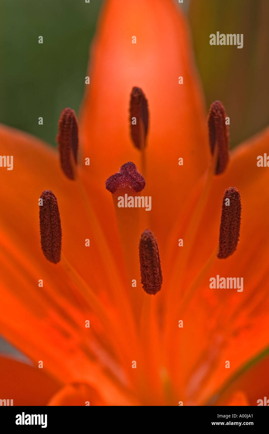 Stamen of an orange day lily Stock Photo - Alamy