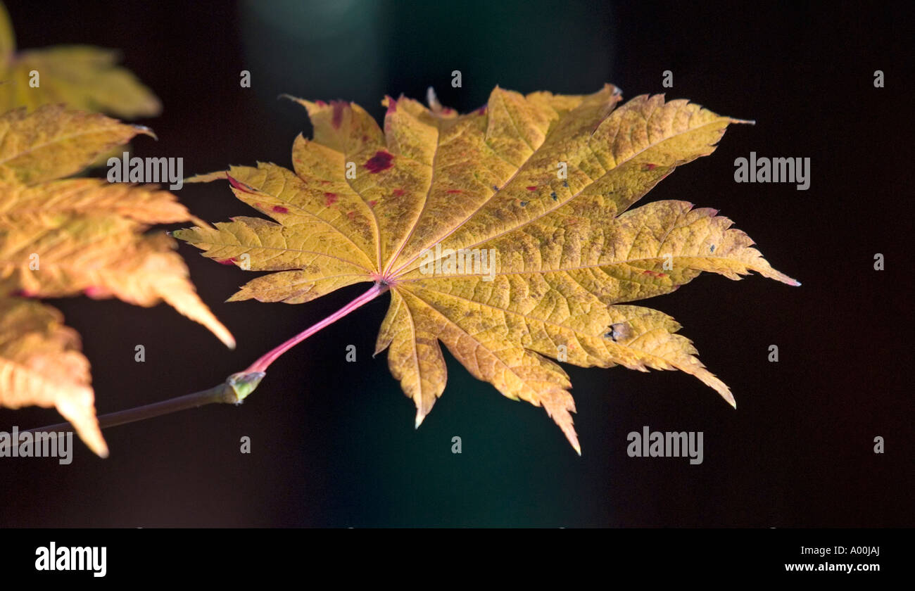Downy Japanese Maple acer japonicum at Queenswood Arboretum near ...