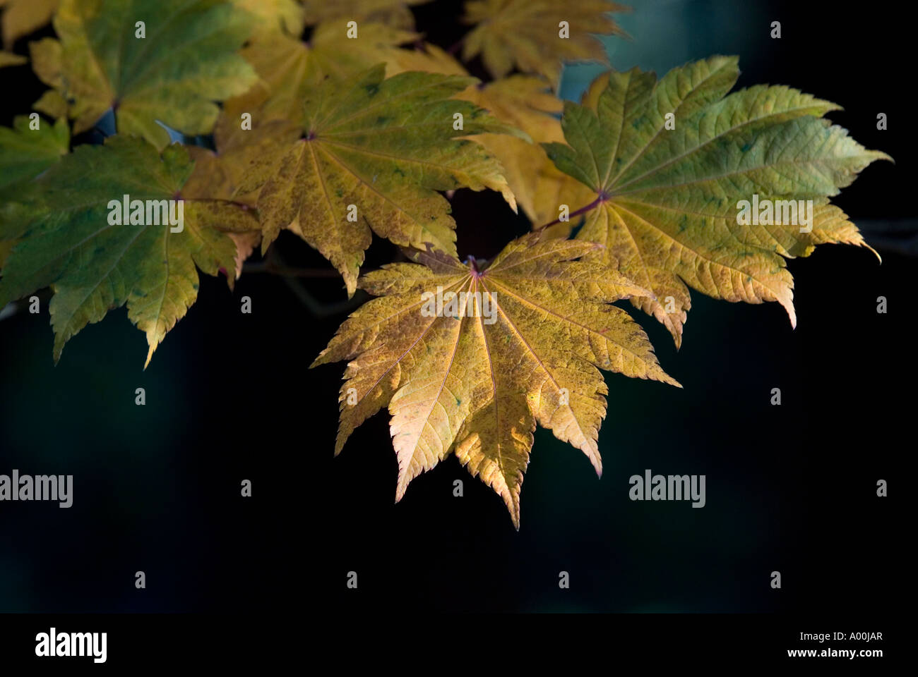 Downy Japanese Maple acer japonicum at Queenswood Arboretum near ...