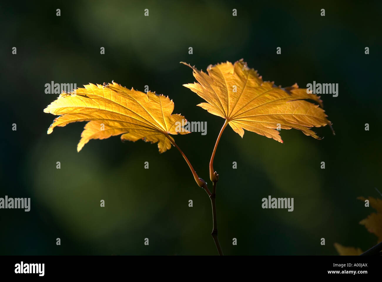 Downy Japanese Maple acer japonicum at Queenswood Arboretum near ...