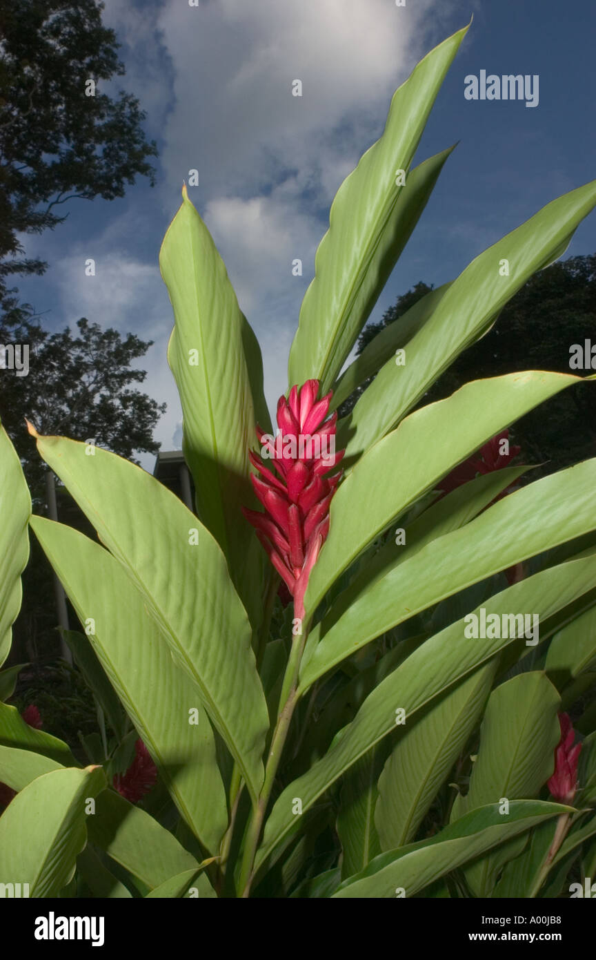 Ginger flower and leaves in Costa Rica Stock Photo - Alamy