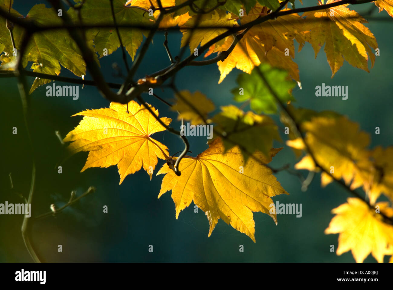 Downy Japanese Maple acer japonicum at Queenswood Arboretum near ...