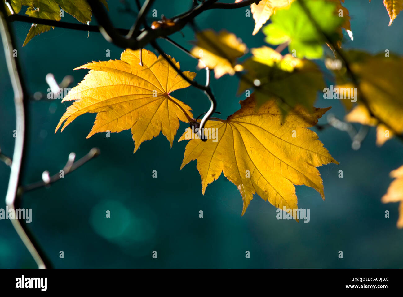 Downy Japanese Maple acer japonicum at Queenswood Arboretum near ...