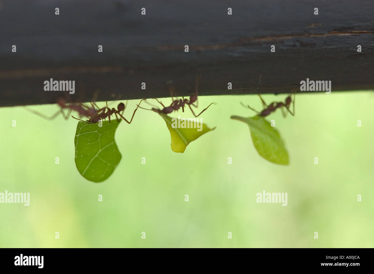 Leaf cutter ants carrying leaves to their nest in Costa Rica Stock ...