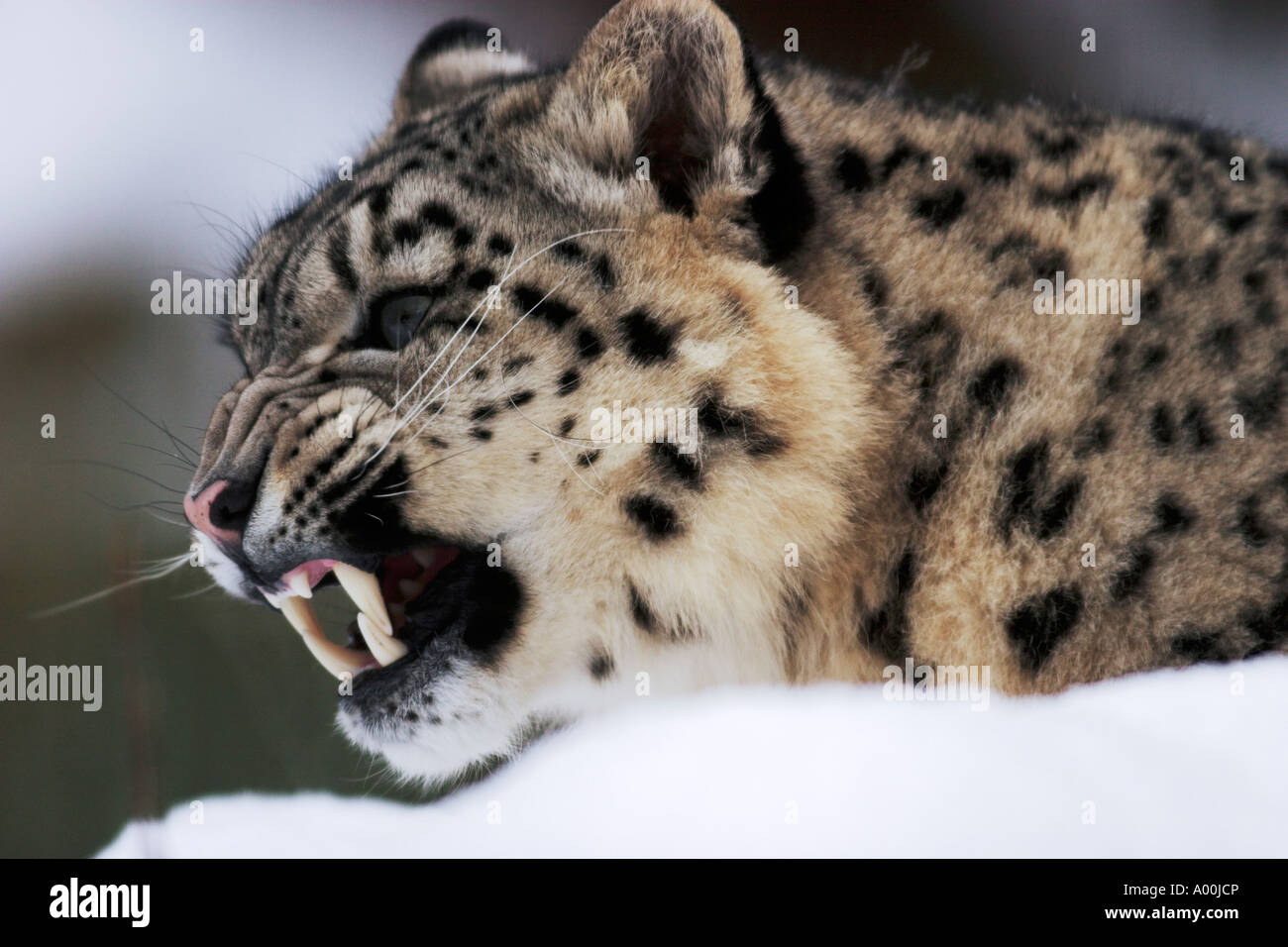 Snow Leopard or Irbis Uncia uncia hisses in deep snow Stock Photo - Alamy