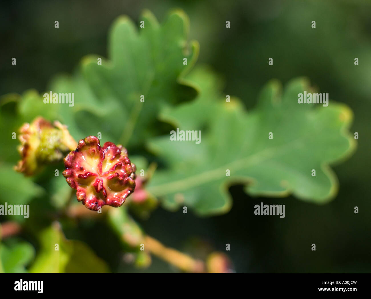 Parasite growing on acorn fruit of the oak tree Stock Photo - Alamy
