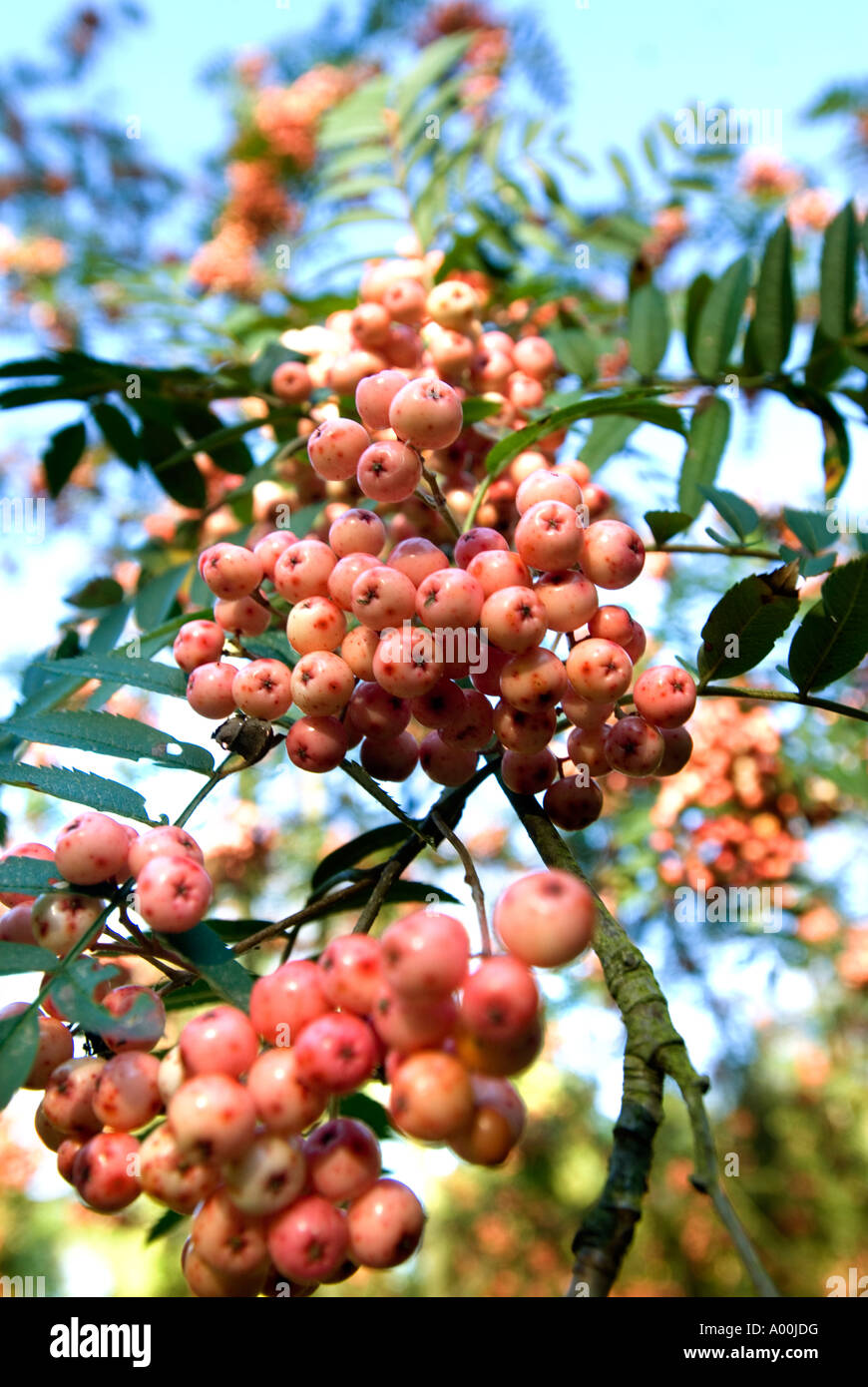 Chinese rowan tree hi-res stock photography and images - Alamy