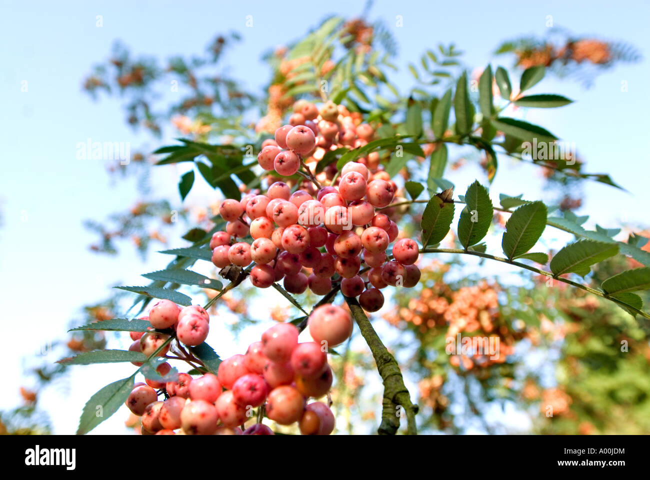 Berries of the Chinese Rowan sorbus rehderiana at Queenswood Arboretum ...