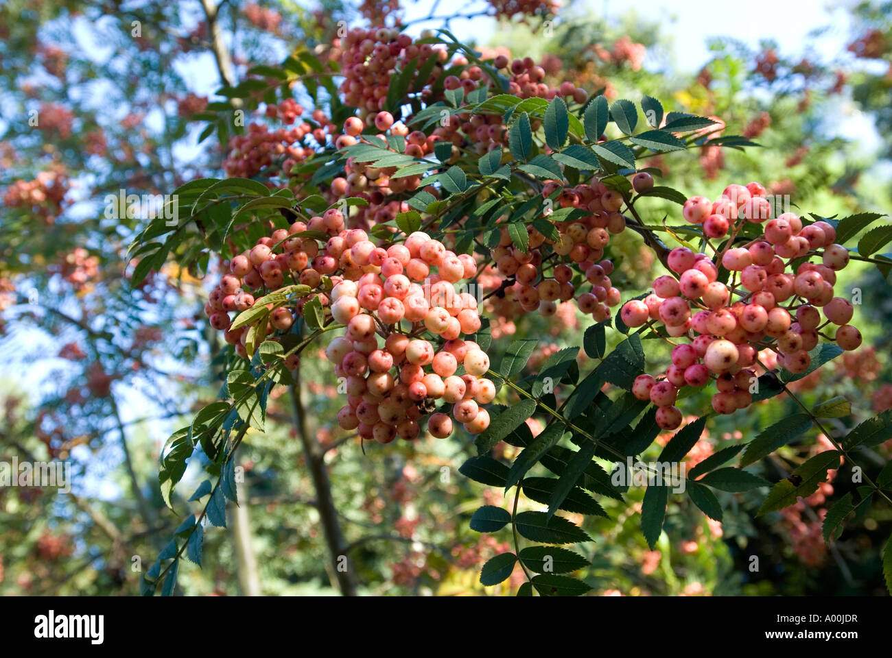 Chinese rowan tree hi-res stock photography and images - Alamy
