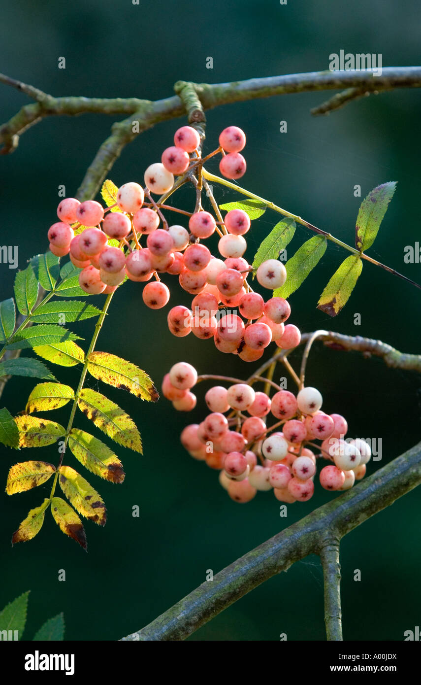 Chinese rowan tree hi-res stock photography and images - Alamy