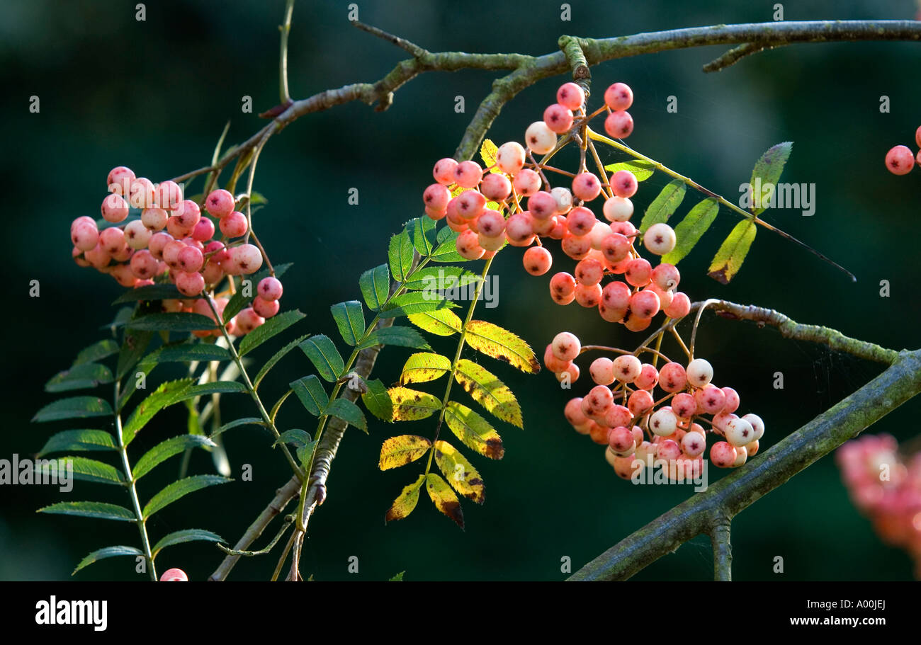 Berries of the Chinese Rowan sorbus rehderiana at Queenswood Arboretum ...