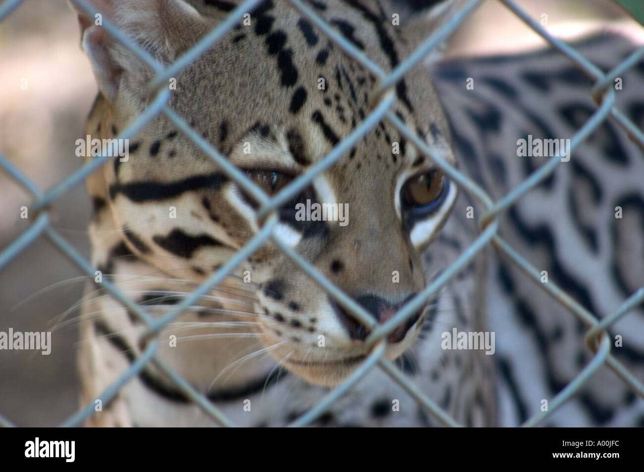 Costa rica wild ocelot hi-res stock photography and images - Alamy