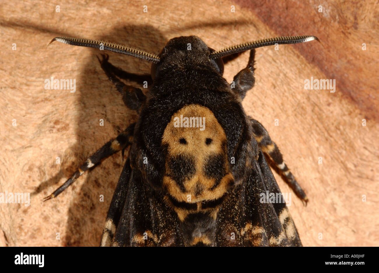 Death s head Hawkmoth Acherontia atropos showing skull marking on ...