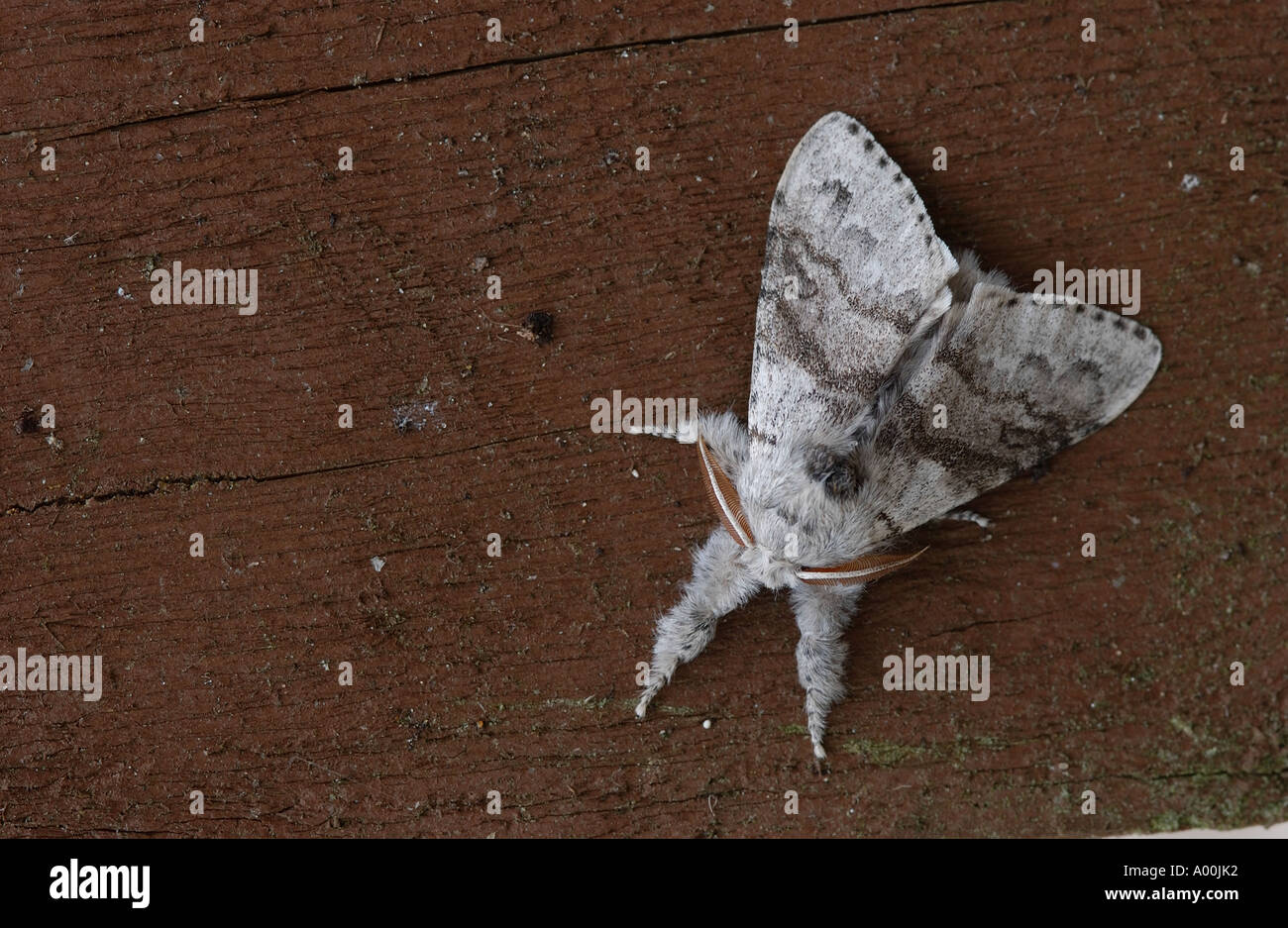 Grey Arches Moth Polia nebulosa resting position Oxfordshire UK Stock ...