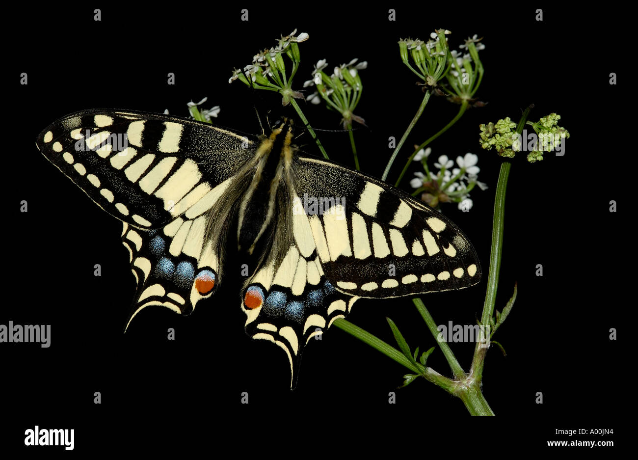 Swallowtail Butterfly Papilio machaon UK Stock Photo - Alamy