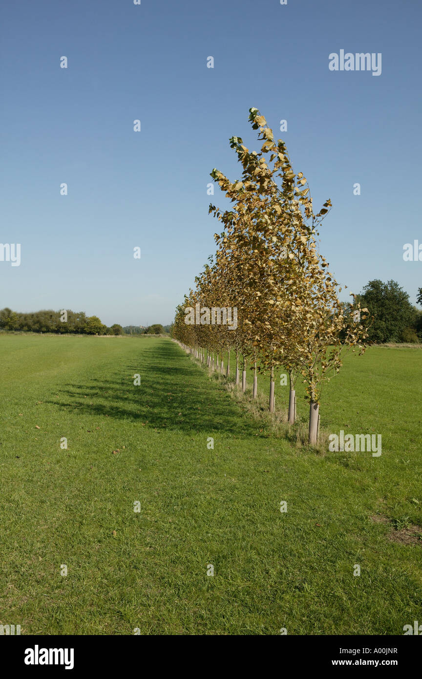 unusual landscape with central line of trees in the middle Stock Photo ...