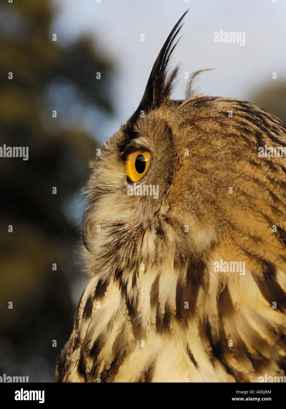 Eagle Owl Bubo bubo Stock Photo - Alamy