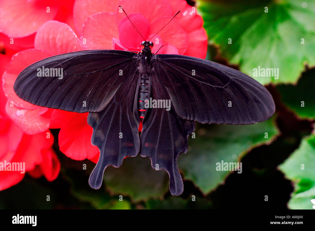 Pachliopta kotzebuea butterfly philippines High Resolution Stock ...