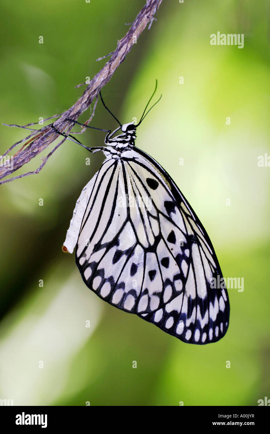 White Tree Nymph Idea leuconoe hanging under a branch Stock Photo - Alamy