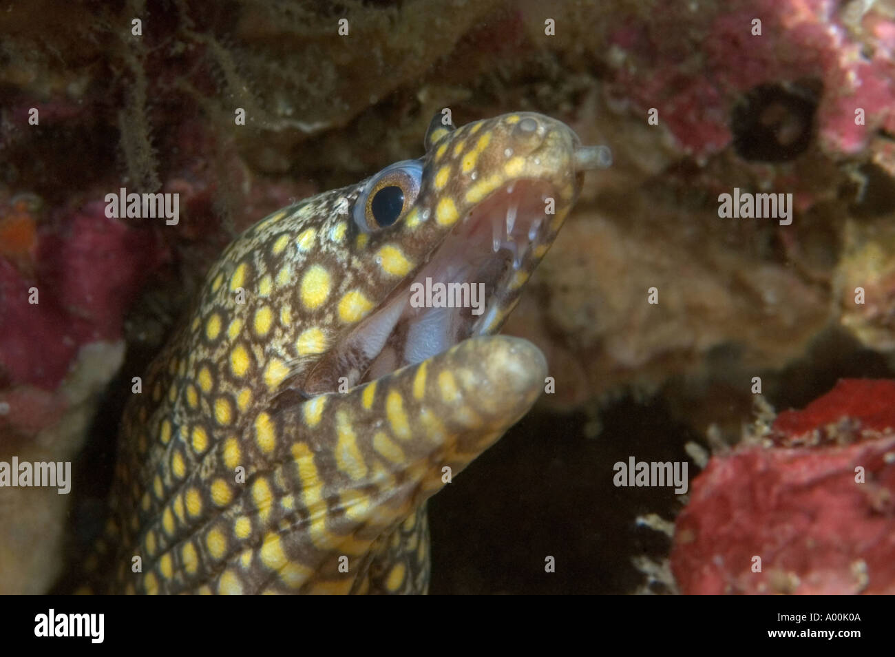 Jewel of moray hi-res stock photography and images - Alamy