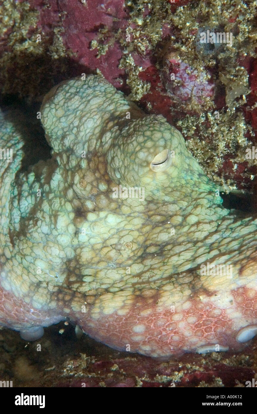 Octo coral hi-res stock photography and images - Alamy