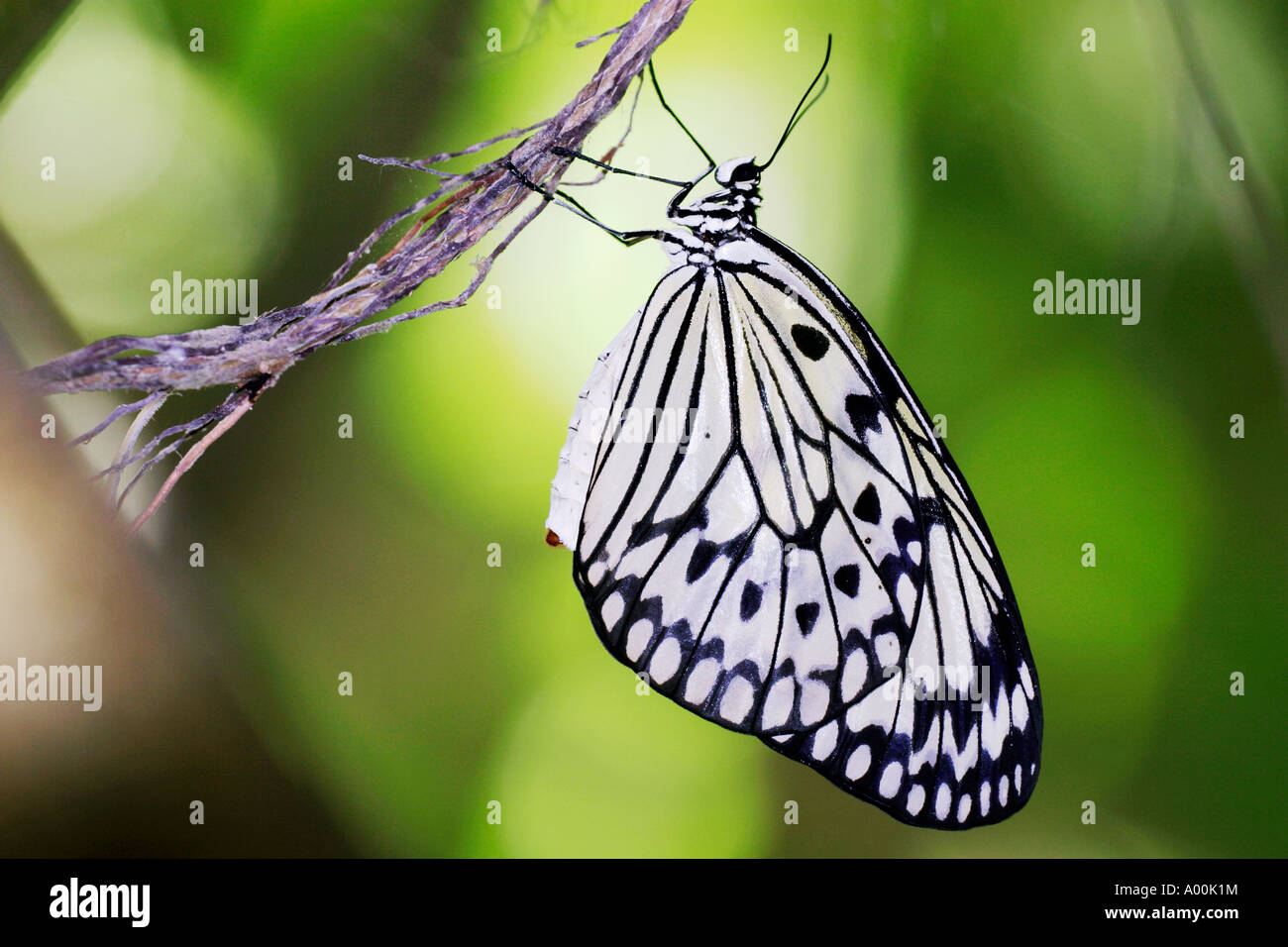 White Tree Nymph Idea leuconoe hanging under a branch Stock Photo - Alamy