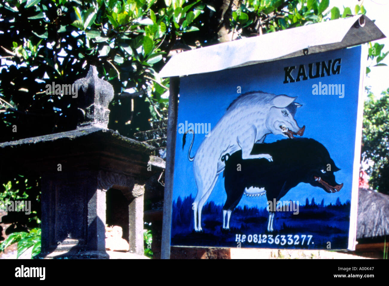 Pigs mating hi-res stock photography and images - Alamy