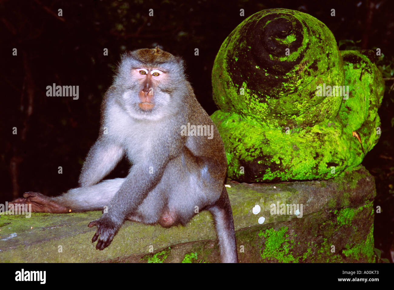 Monkey home hi-res stock photography and images - Alamy