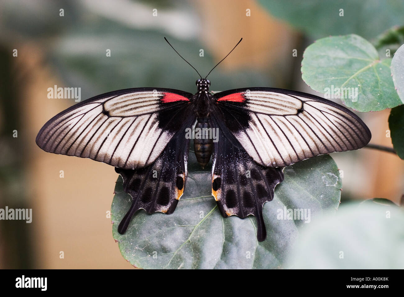 Asian swallowtails hi-res stock photography and images - Alamy