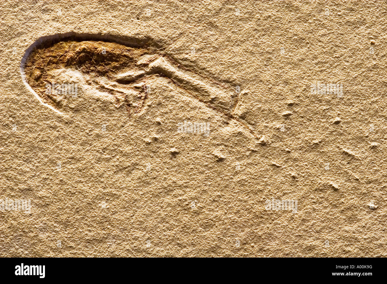 Fossil crab extinct hi-res stock photography and images - Alamy