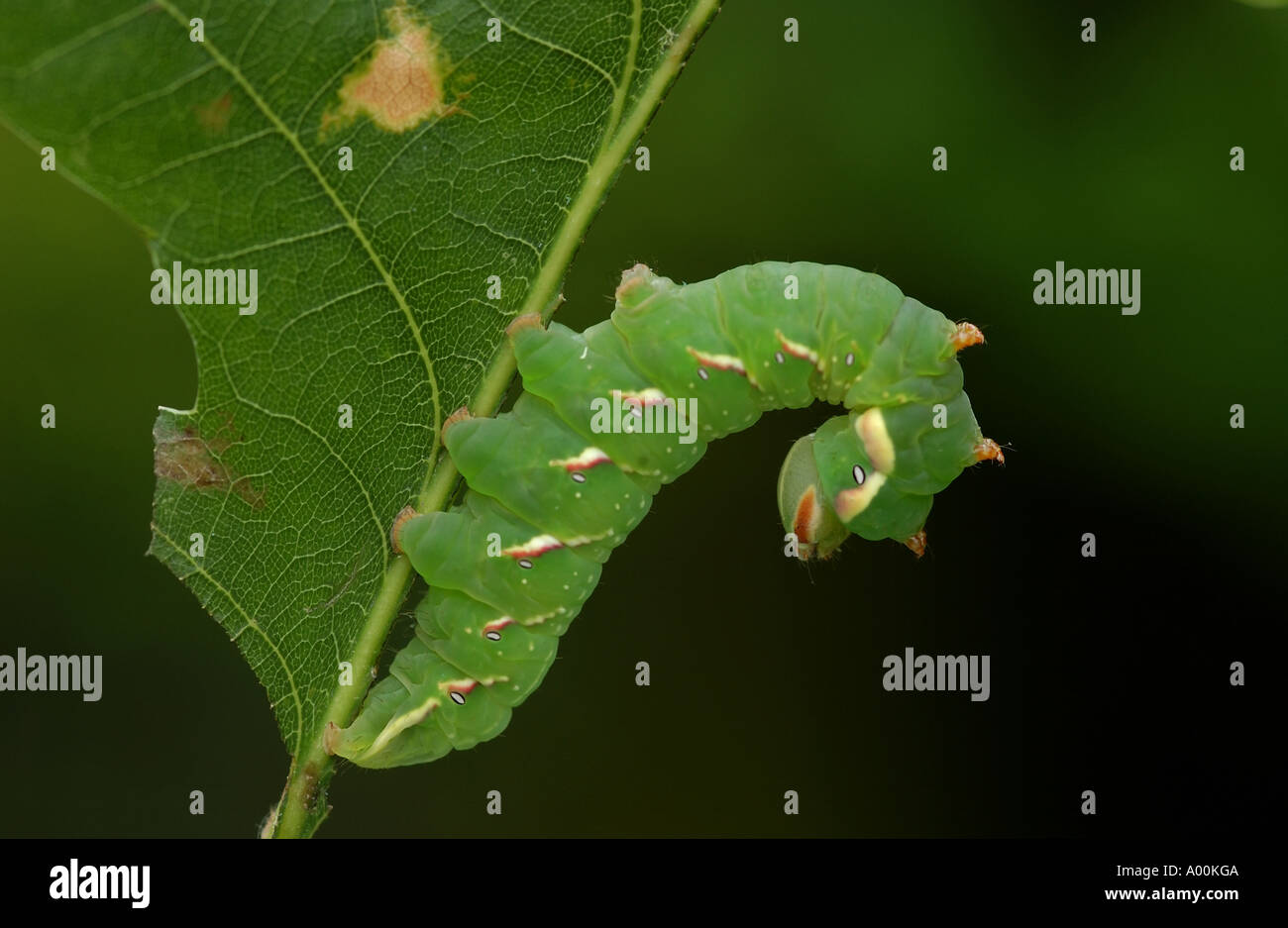 Great prominent moth caterpillar hi-res stock photography and images ...
