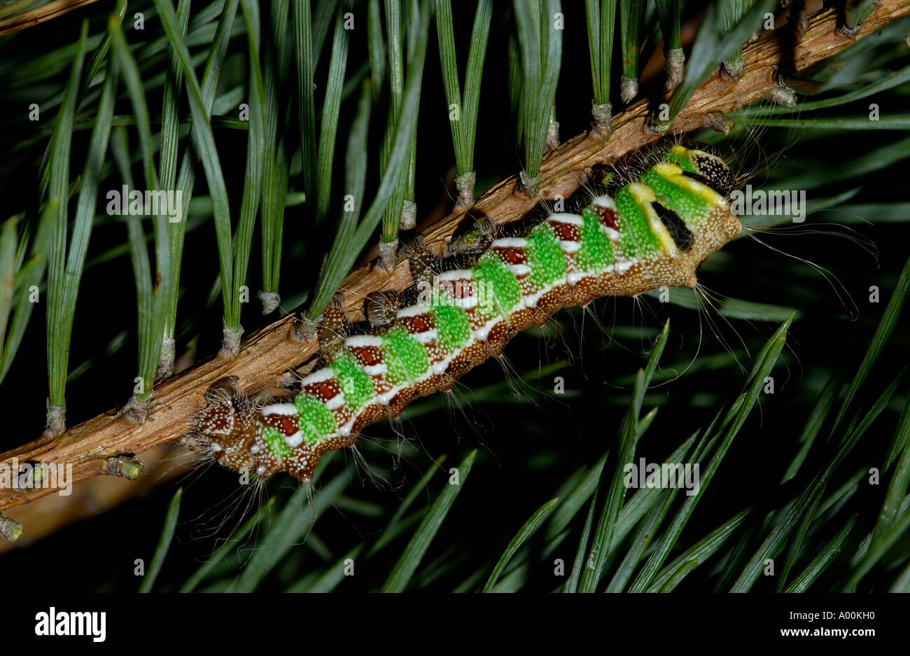 Spanish Moon Moth Caterpillar