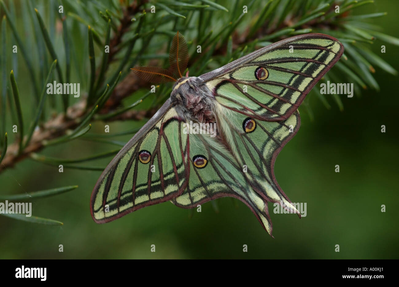 Spanish moon moth hi-res stock photography and images - Alamy